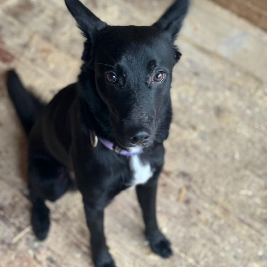 Собака ищет дом