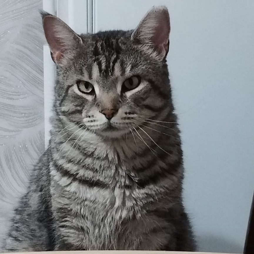 Кот мейн кун