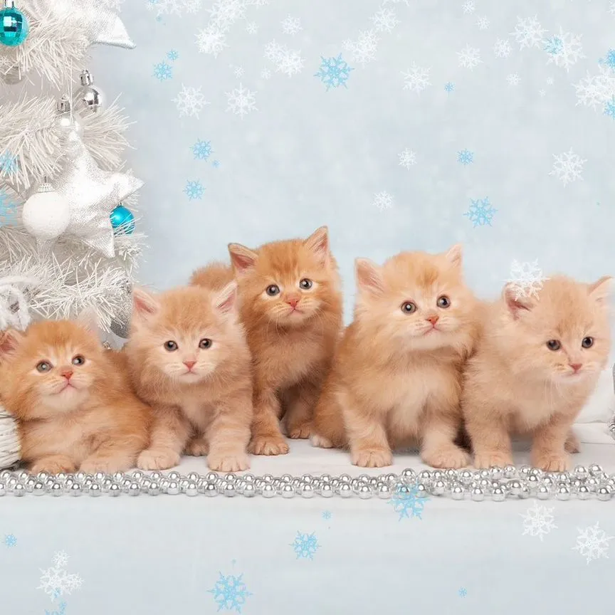 Котята. Курильчики. Нежные кремовые пушистики