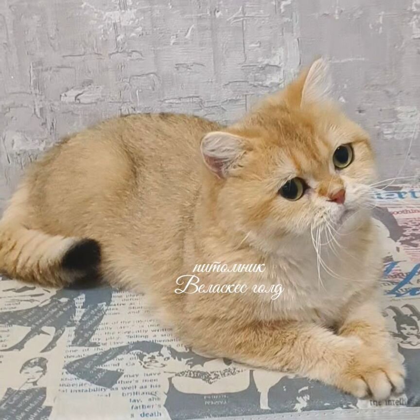 Британская кошка с золотым характером