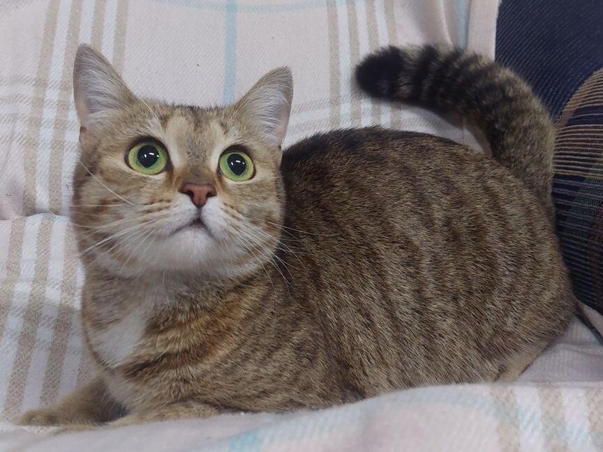 Зеленоглазая кошечка