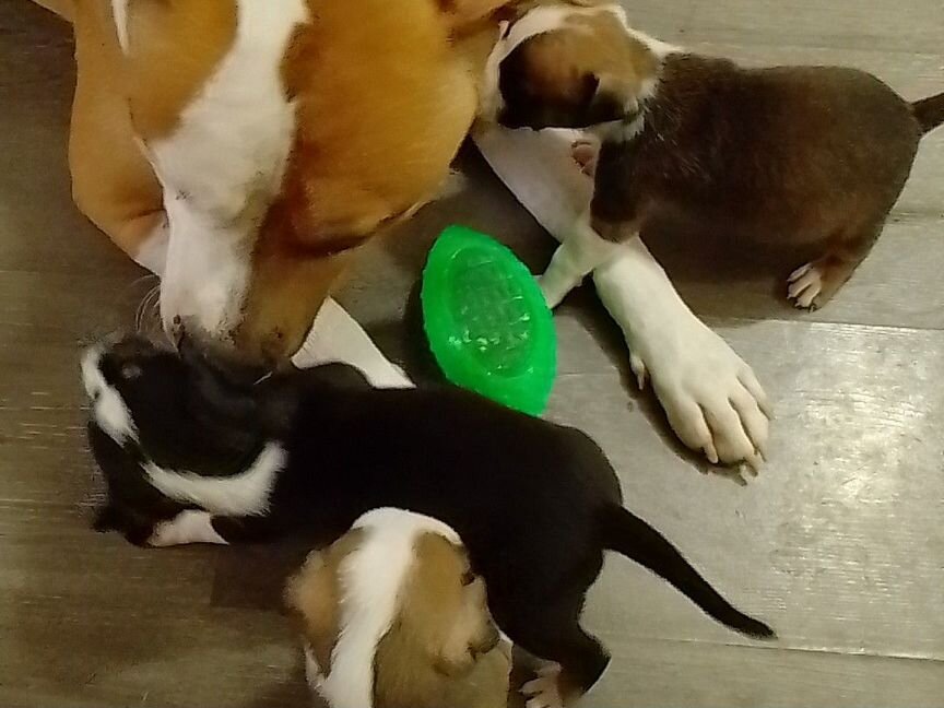 Американский стаффордширский терьер