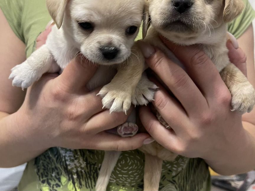 Щенки чихуахуа