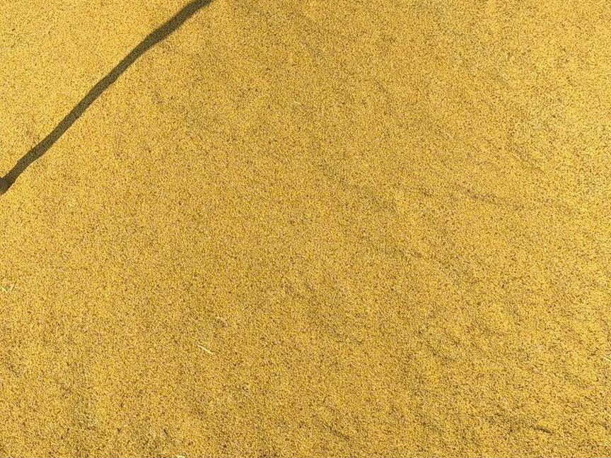 Просо желтое