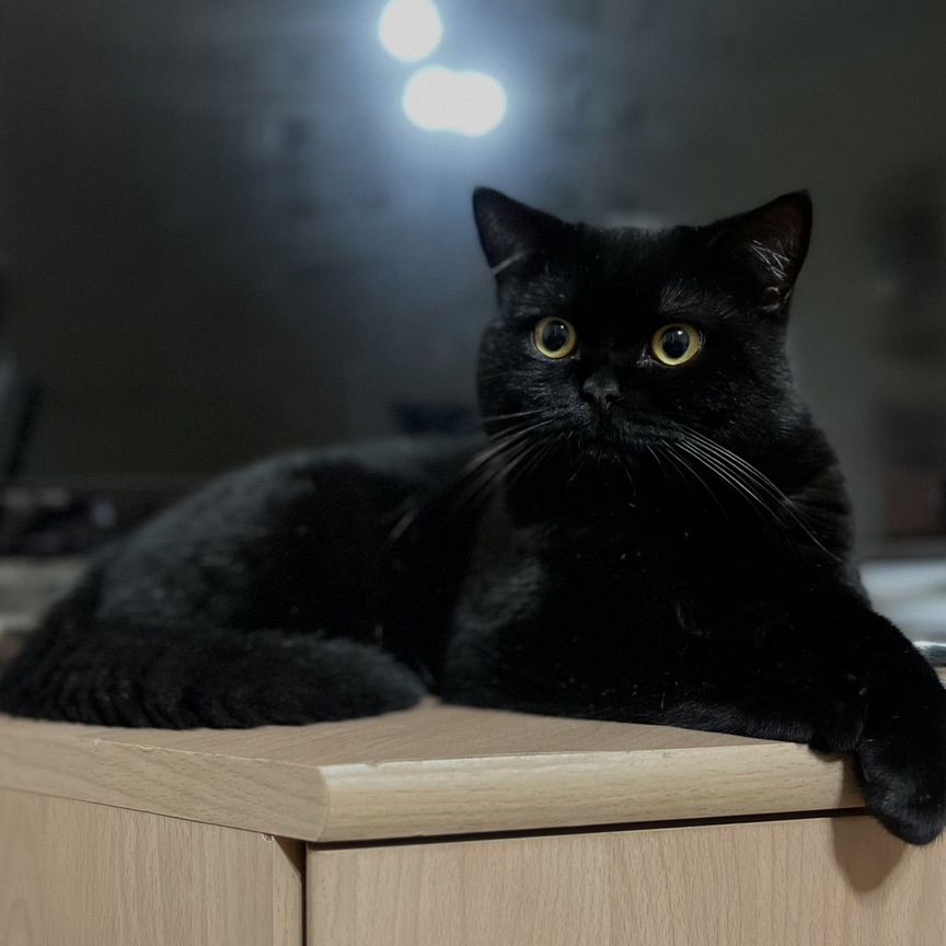 Шотландский кот на вязку