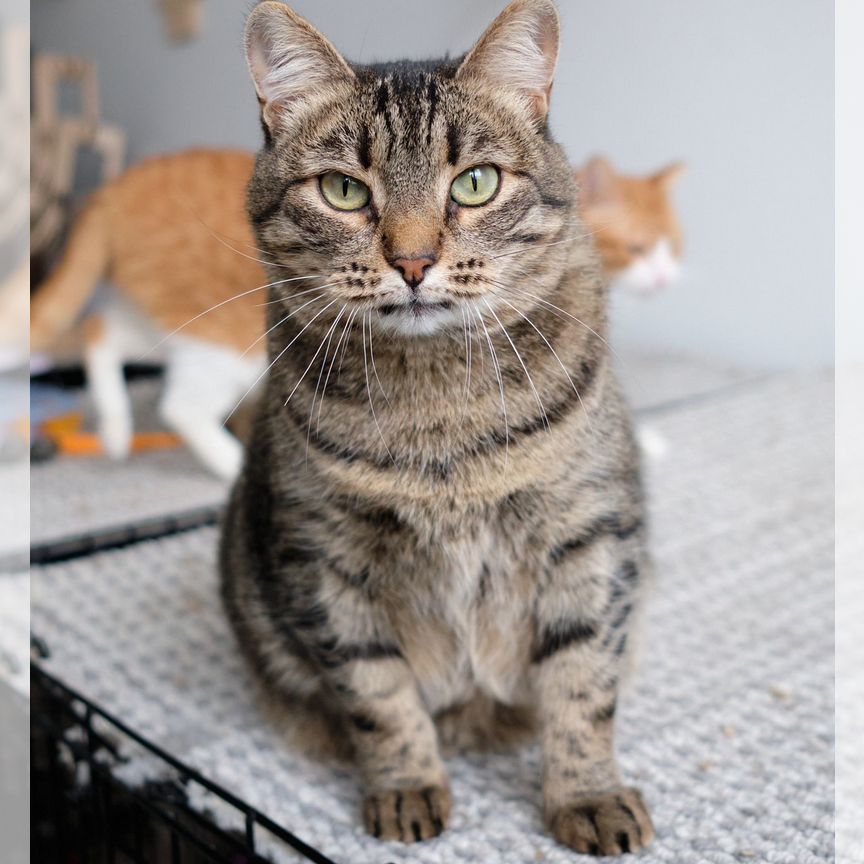 Взрослая, кошка в добрые руки