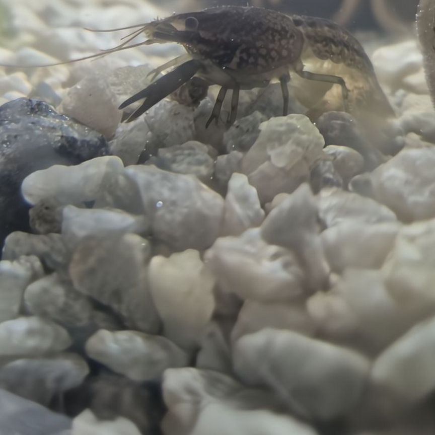 Мраморный рак