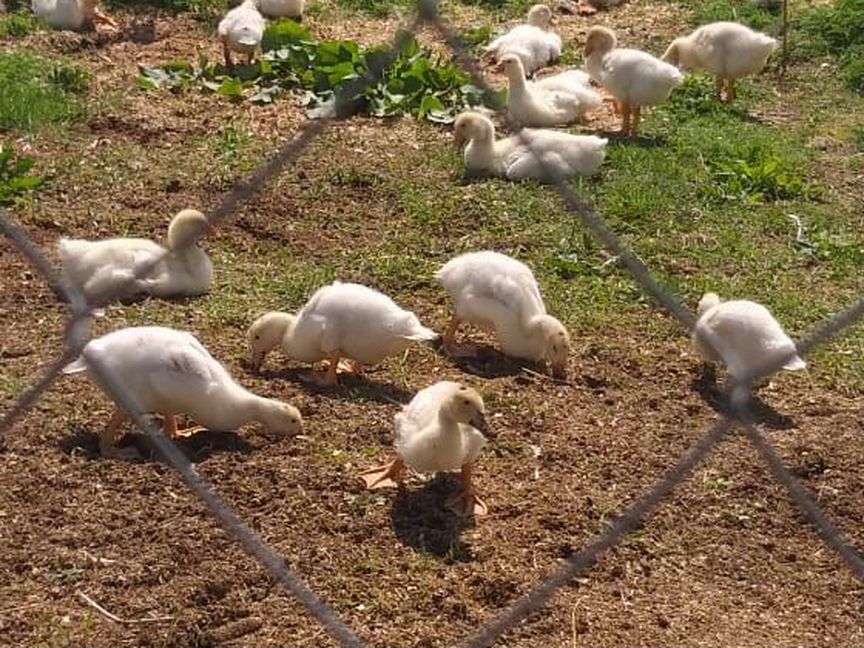 Гусята линда