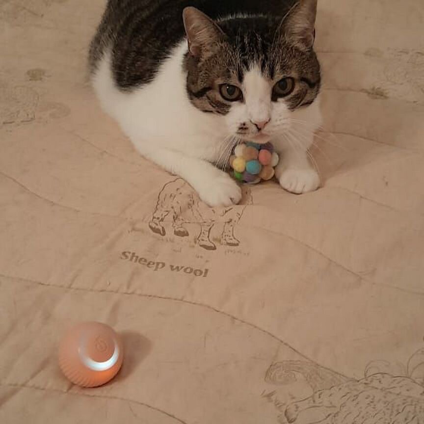 Кошечка Маруся