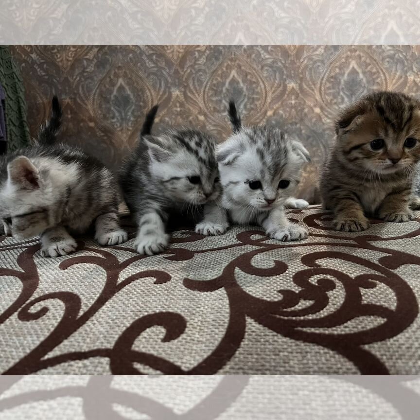 Котята породистые