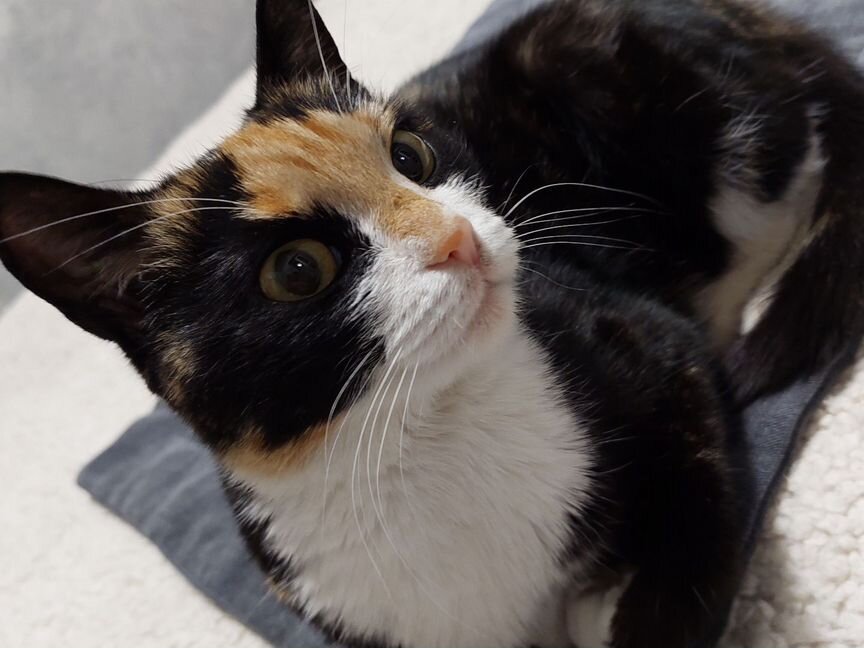 Найдена кошечка трёцветная, очень ласковая