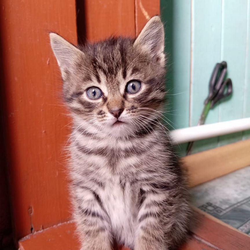 Кошки в добрые руки бесплатно