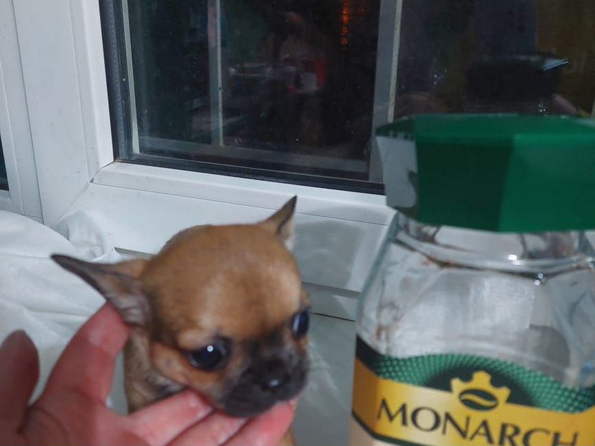 Щенки чихуахуа мини