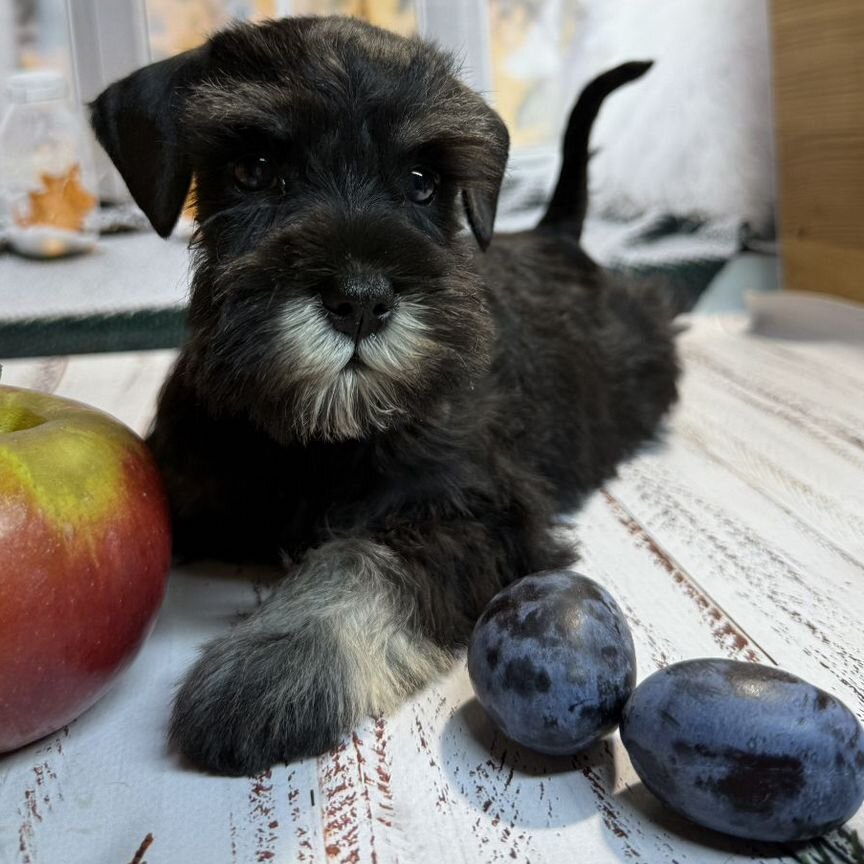 Цвергшнауцер, щенок