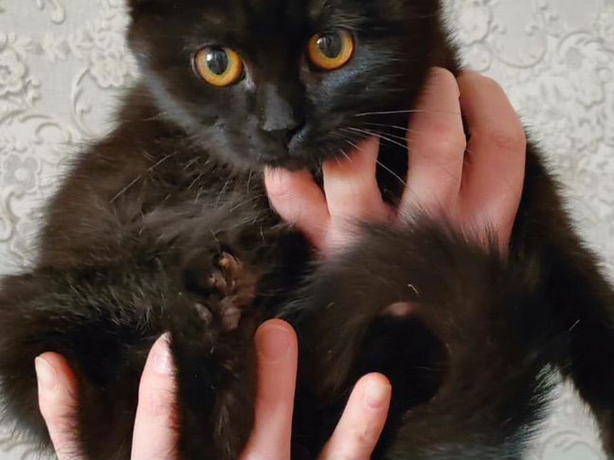 Котенок Муха в дар