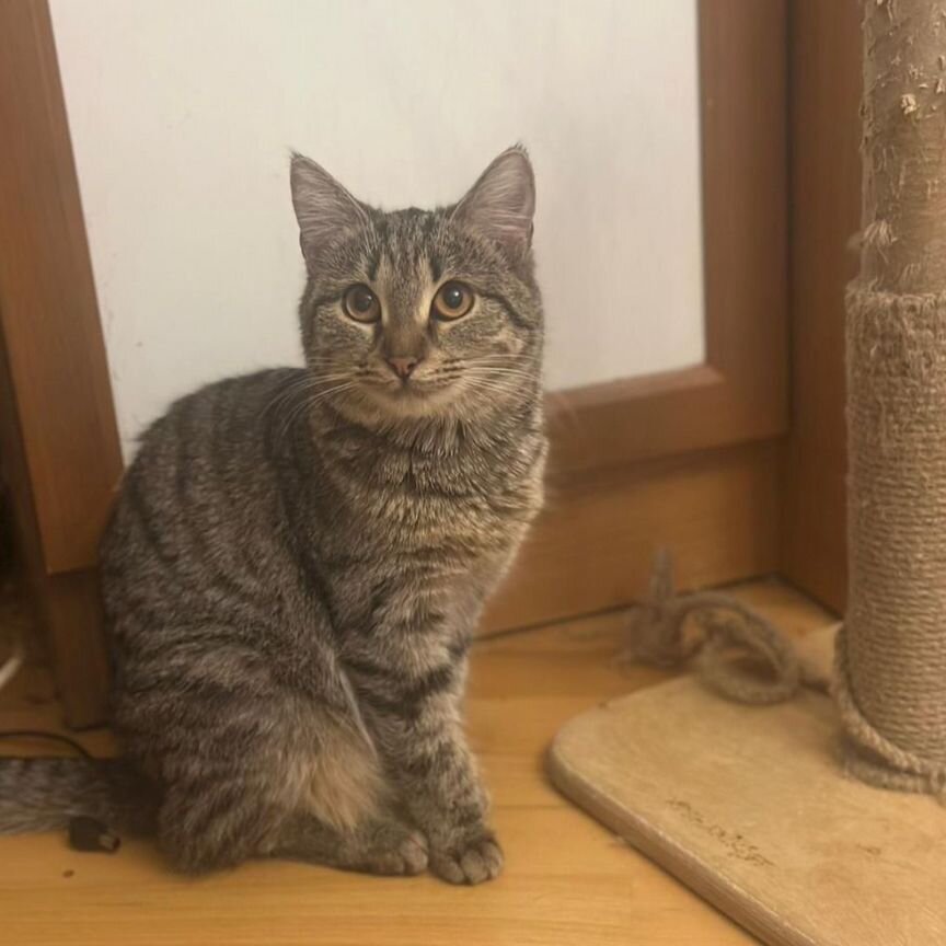 Кошечки