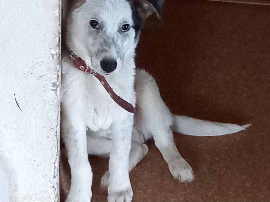 Щенок в добрые руки