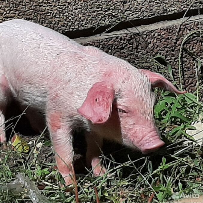 Поросенок ландрас кб мама