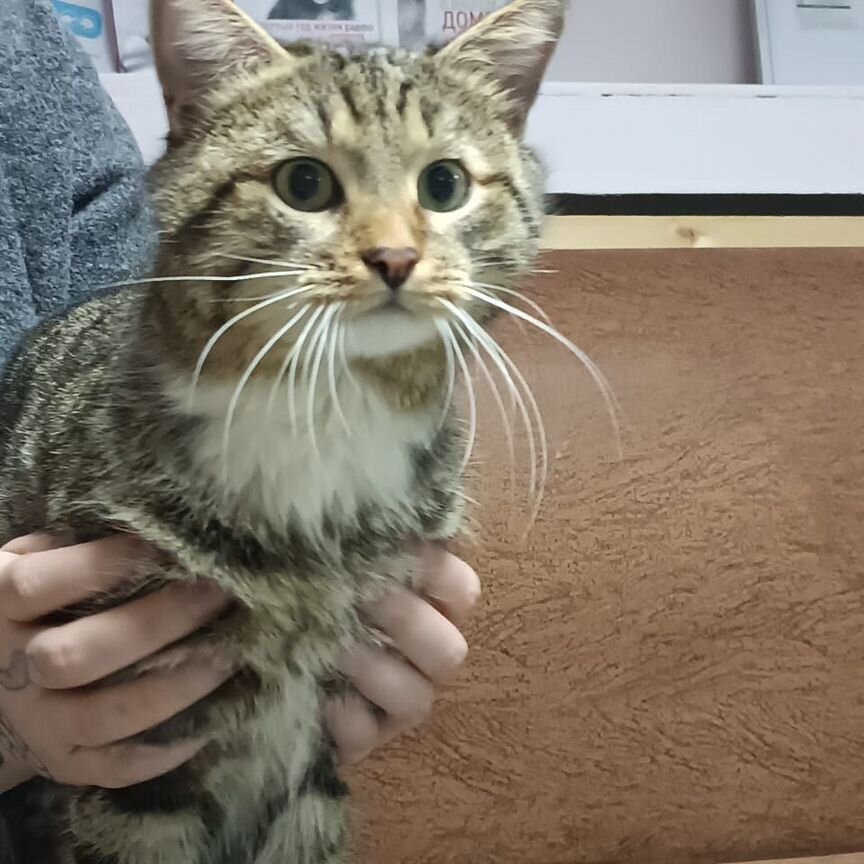 Котенок в добрые руки