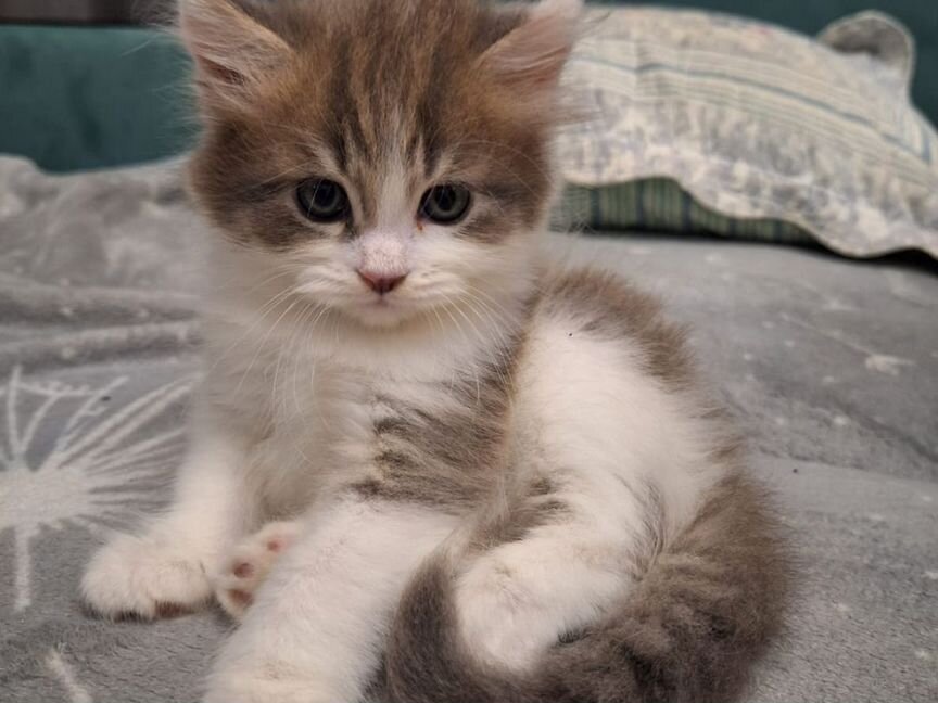 Котенок-девочка