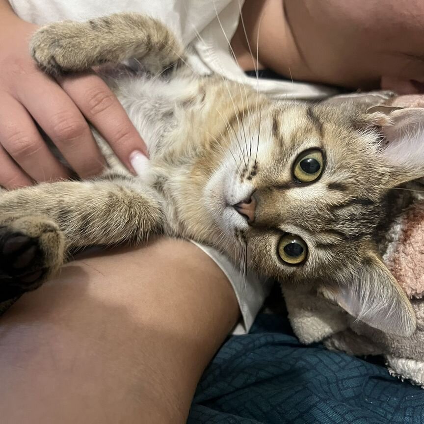 Котенок