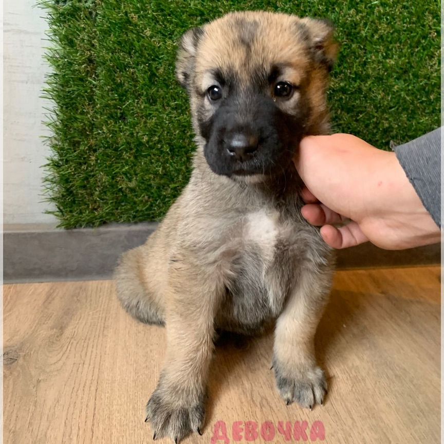 Среднеазиатская овчарка, щенок