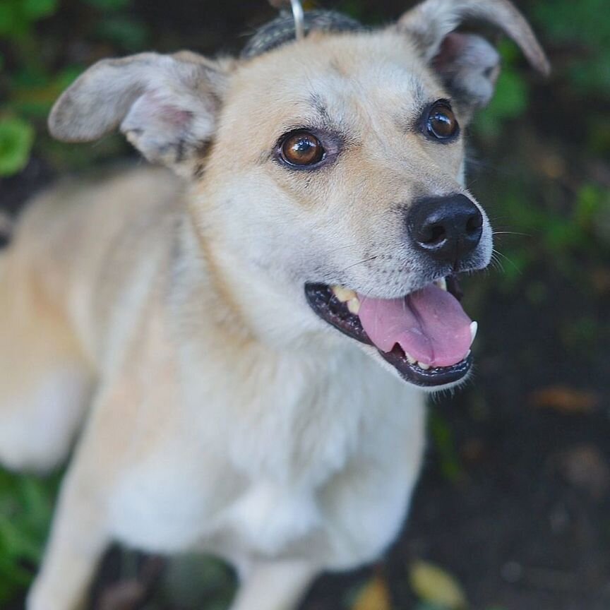 Шикарная Апола собака мечтает о доме