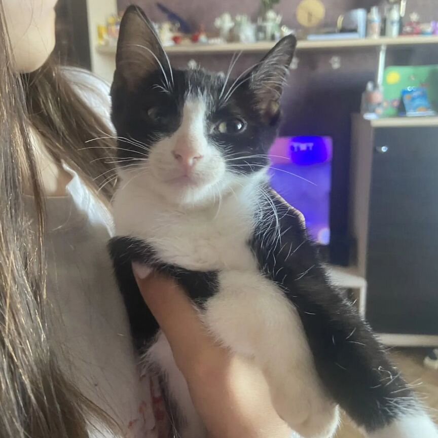 Котёнок в добрые руки