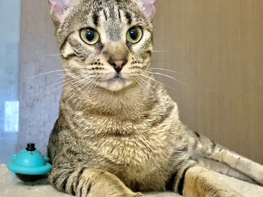 Кошечка саванна