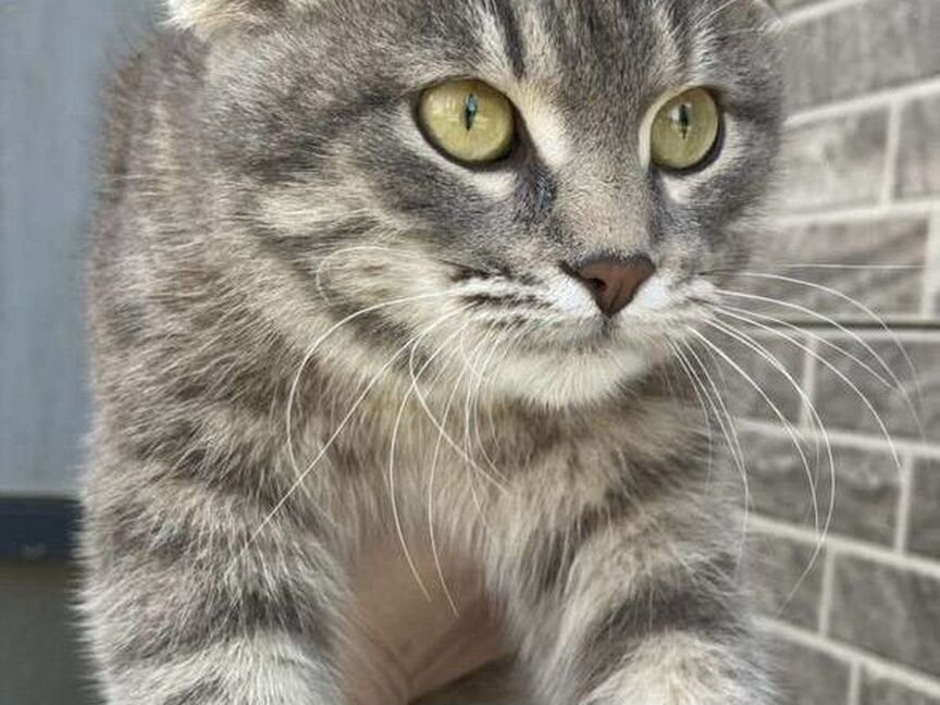 Шотландская вислоухая кошка