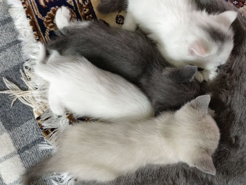Котята отдам бесплатно