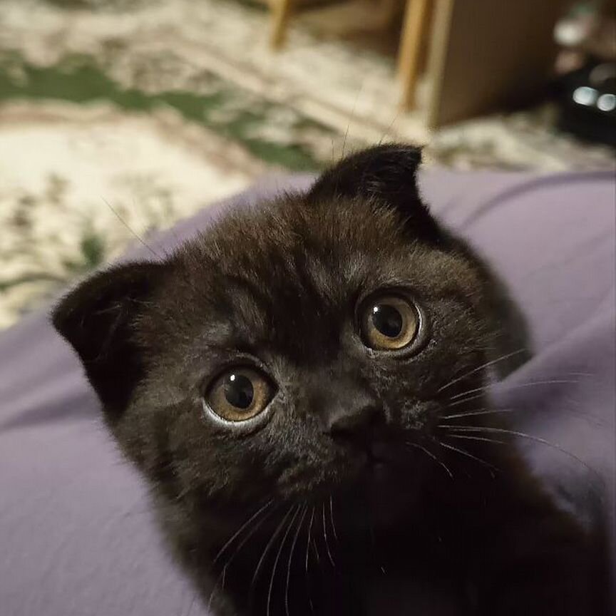 Шотландская вислоухая котик