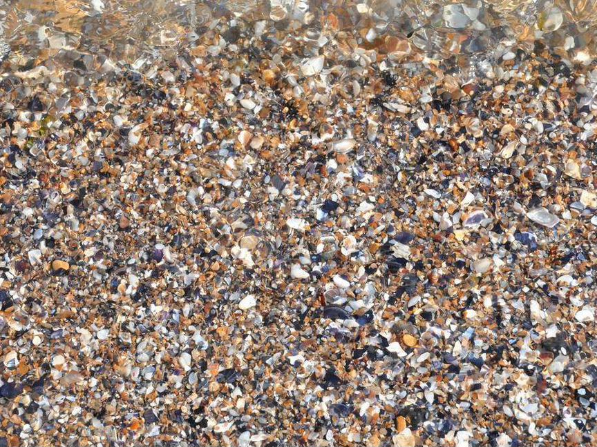 Ракушка кормовая