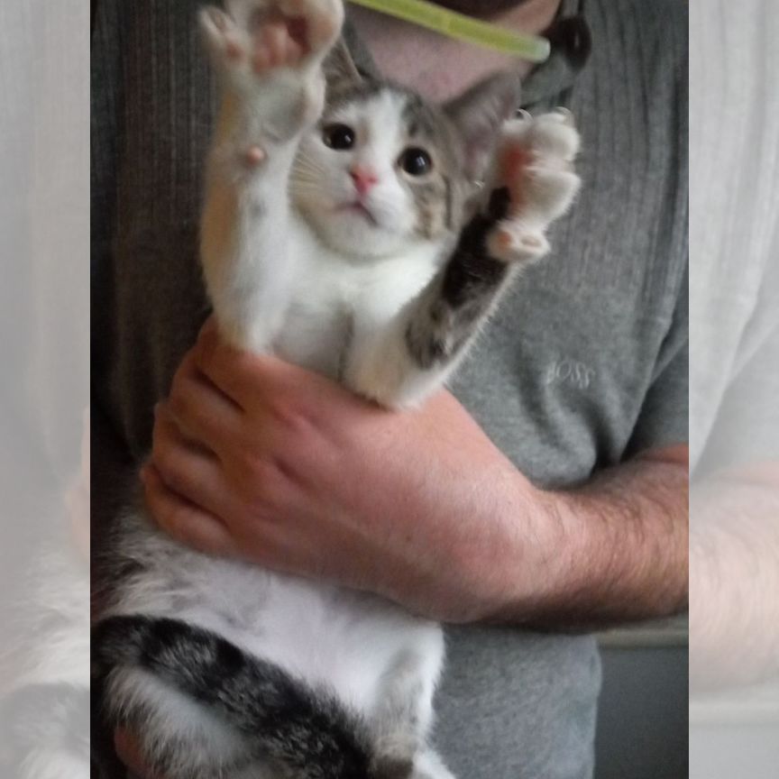 Котята в добрые руки