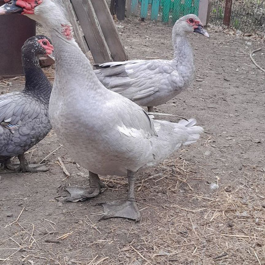 Индоутки голубые,чёрный изумруд тяжелой линии