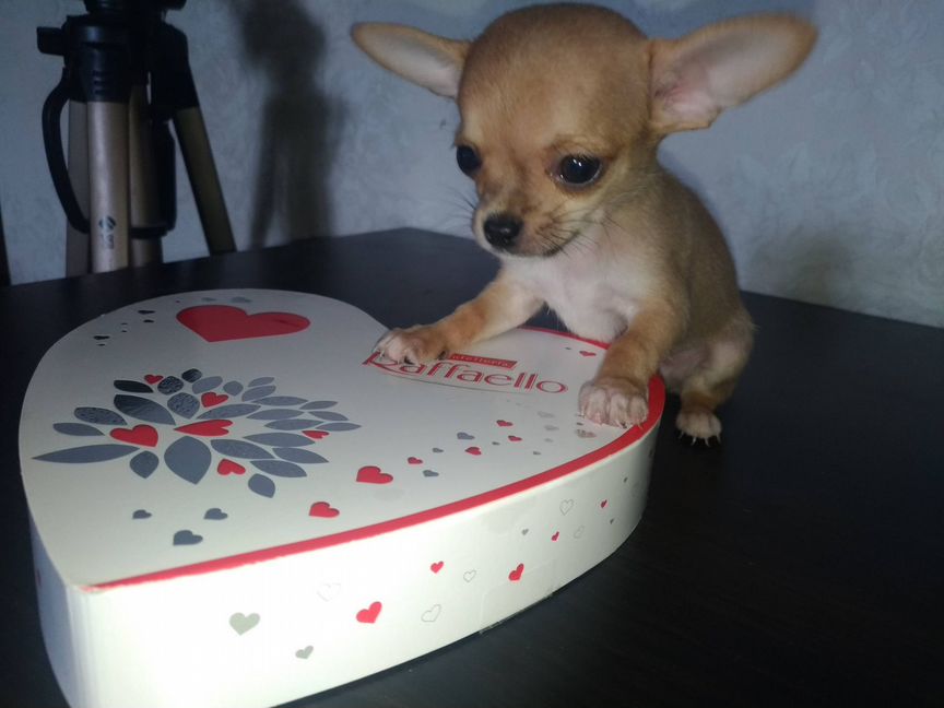 Щенок чихуахуа супер мини мальчик