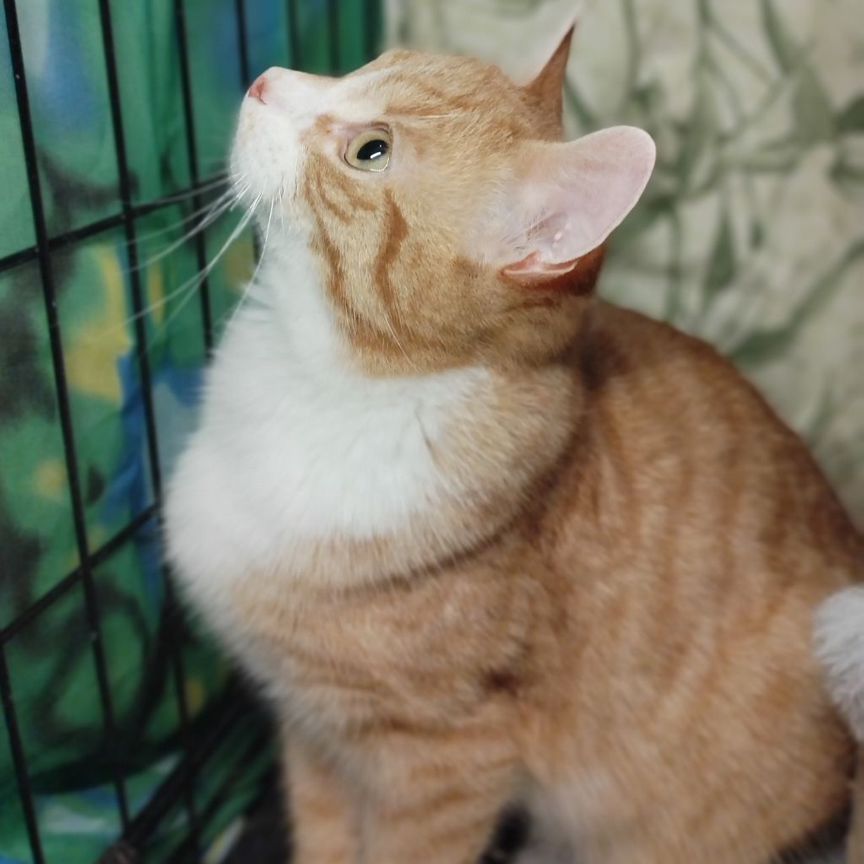 Европейский короткошёрстный котёнок