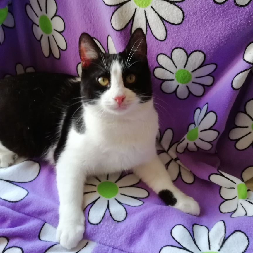 Котенок 8 месяцев