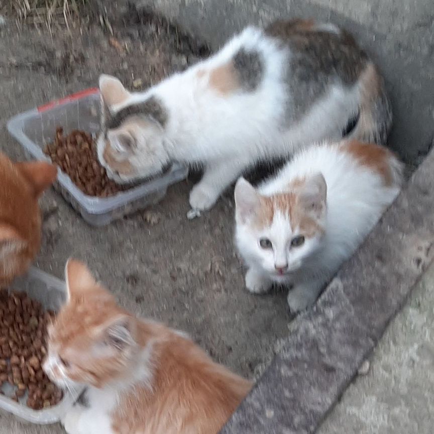 Котята в добрые руки