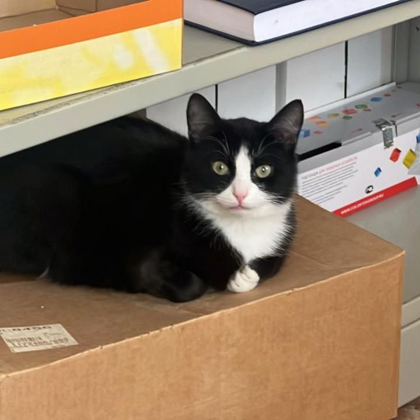 Котик в добрые руки мальчик