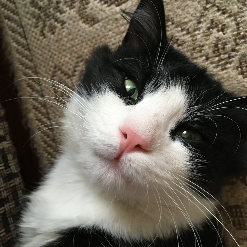 Котик в частный дом