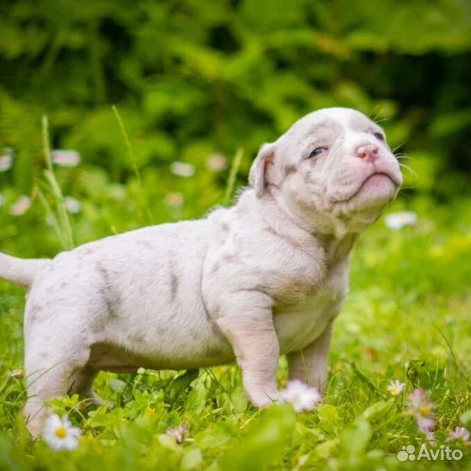 Американский булли, девочка лиловый трик мерль