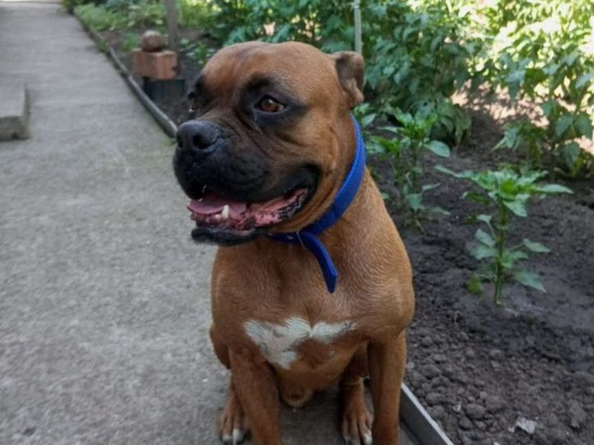 Щенки немецкого боксера