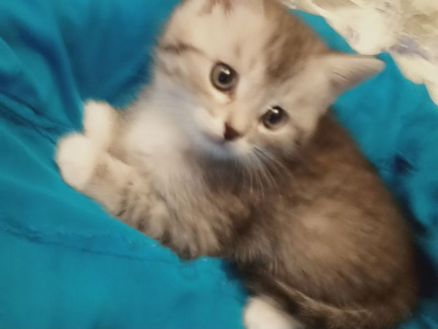 Котята в белых носочках,новогодние
