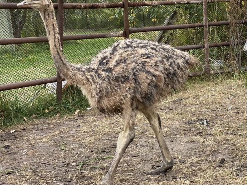 Яйцо страуса