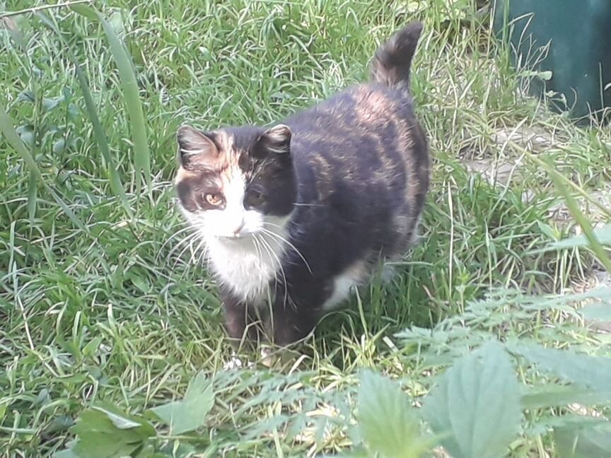 Шикарная кошечка-трехцветка Муся, метиска, в дар