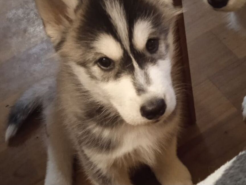 Султан в ожидании Мам и Пап