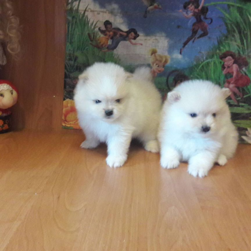 Померанский шпиц, щенок