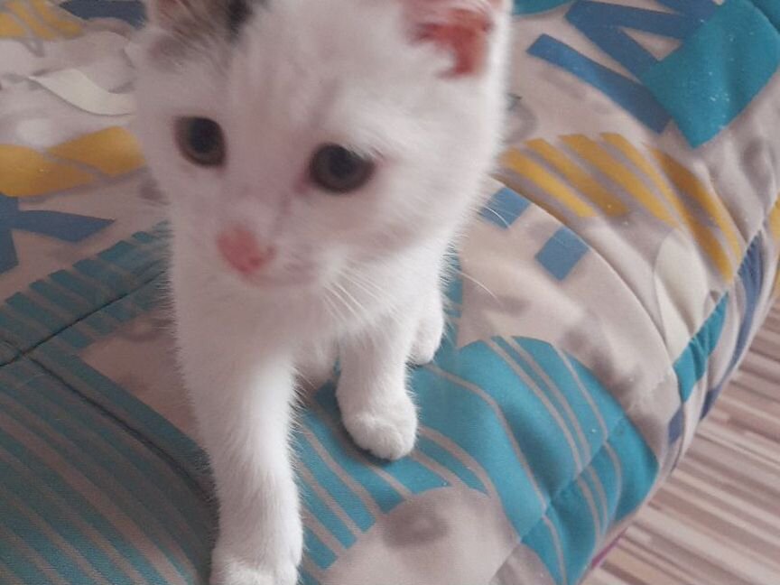 Котёнок-мальчик в добрые руки,спокойный добряк