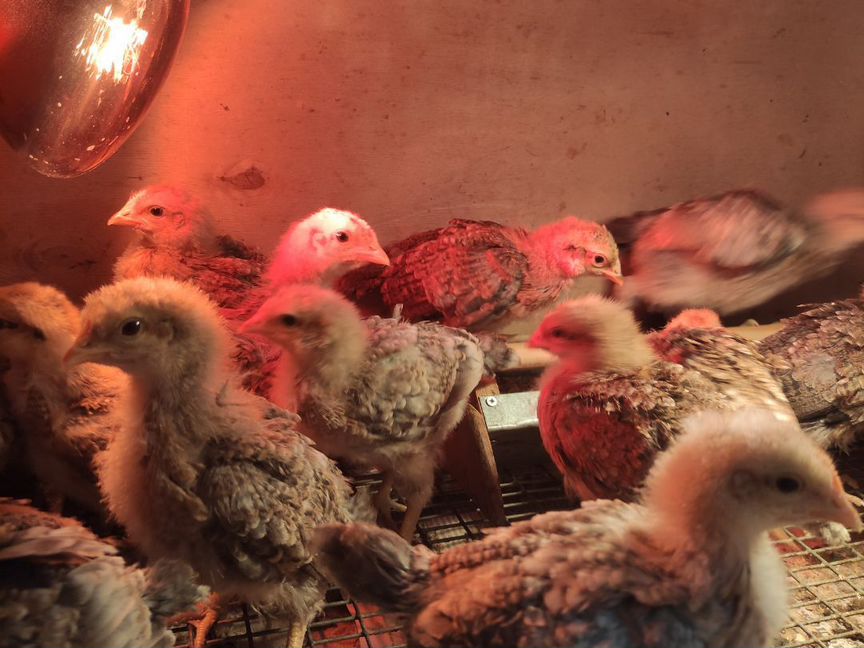 Цыплята билефельдер